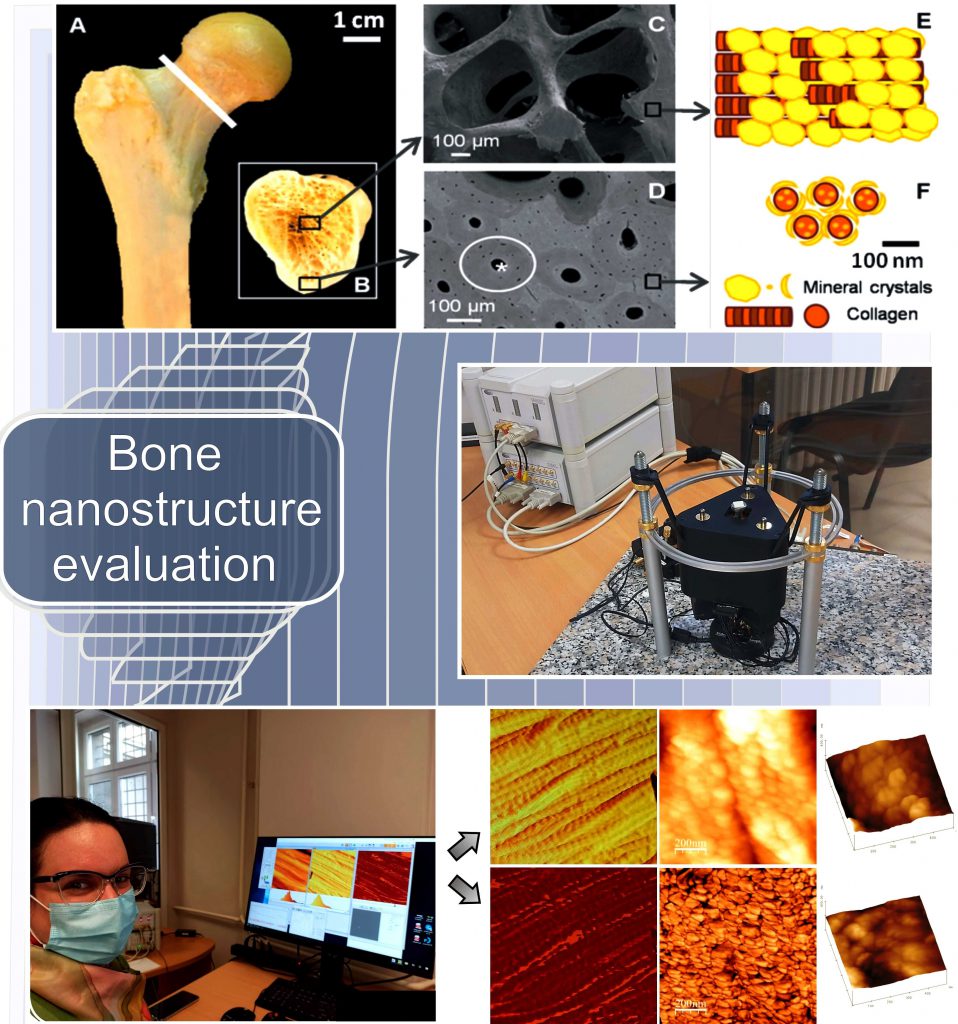Bone biology facitilites – Center of Bone biology